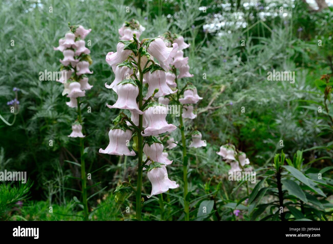 Azorina vidaalii Asores bellflower flowers azores harebell Stock Photo ...