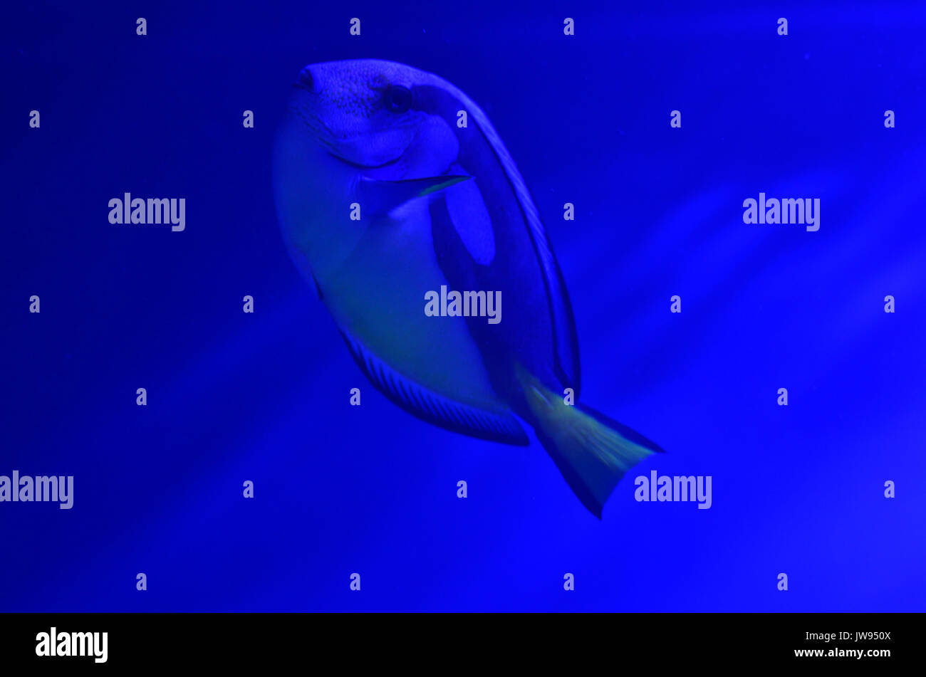 Aquarium fish floats in depth, rises upwards. Blue background ...