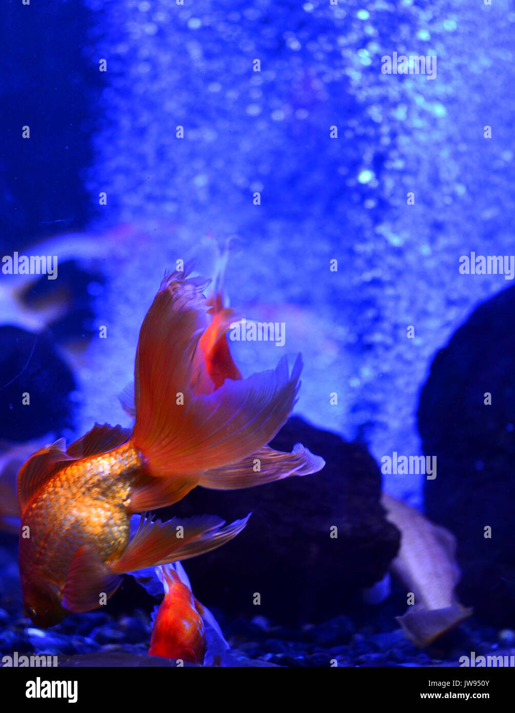 The aquarium goldfish floats deep down to the stones. Blue background ...