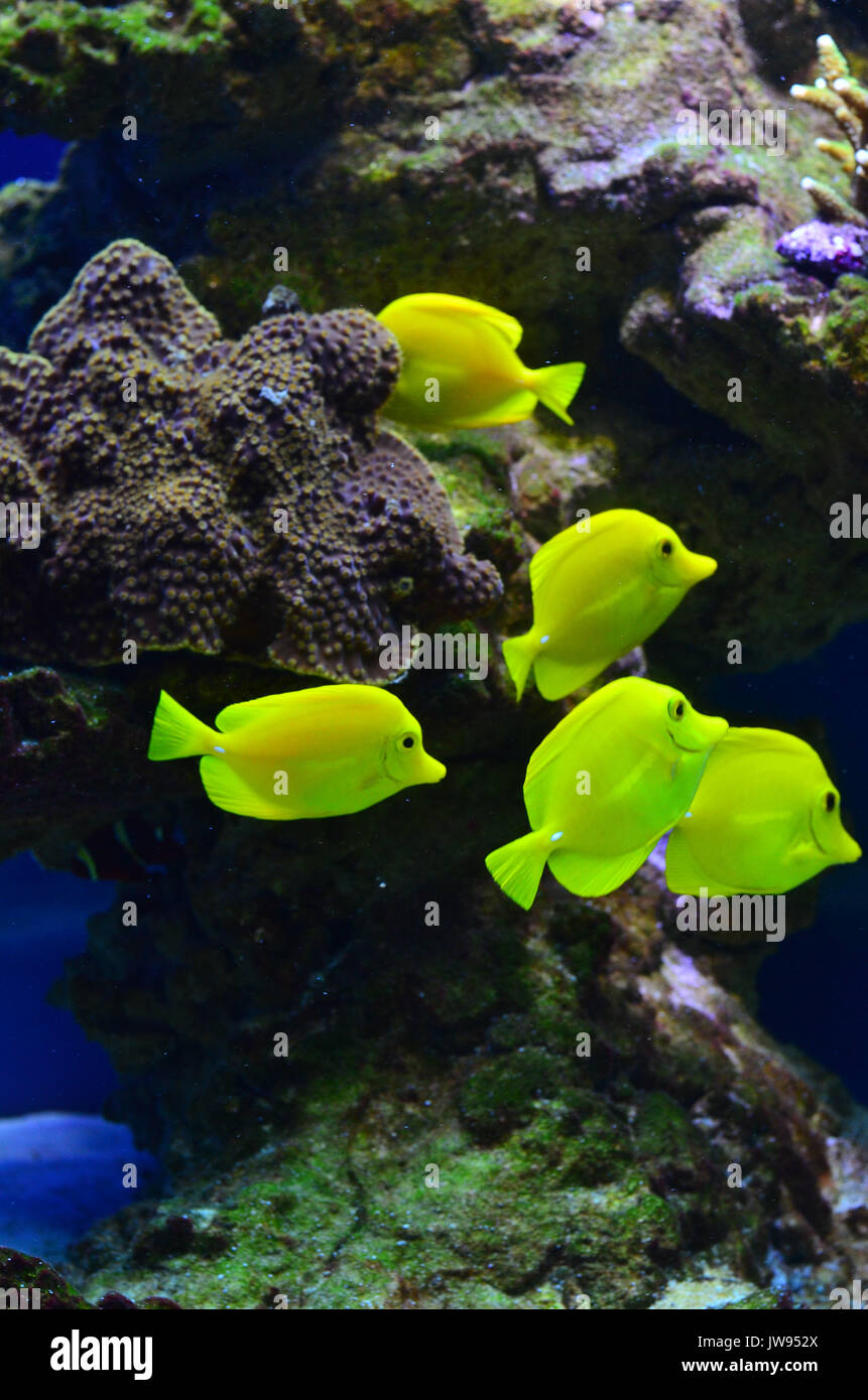 Fauna tropical fauna vertical hi-res stock photography and images - Alamy