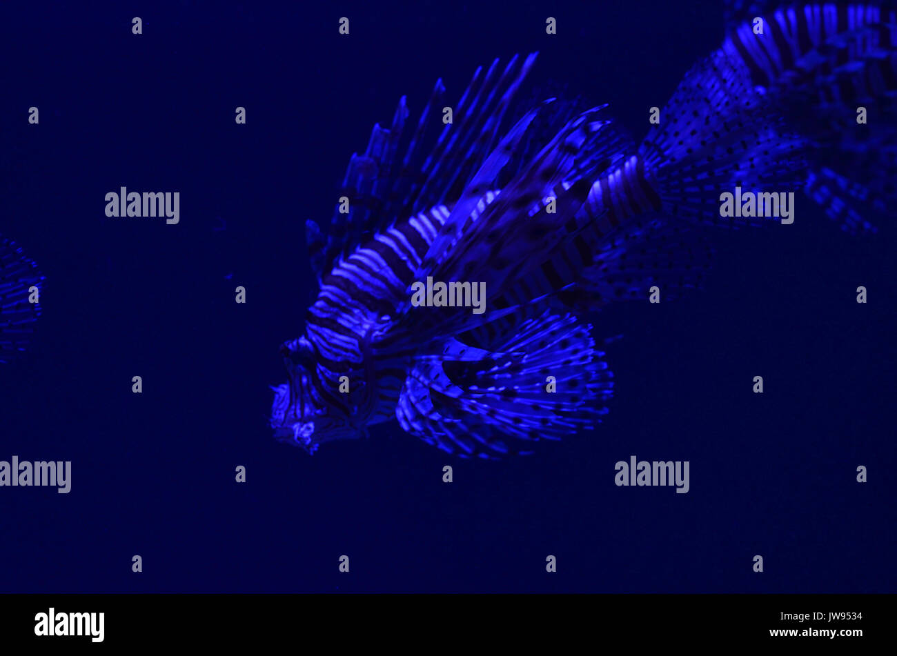 Deep sea fauna hi-res stock photography and images - Alamy