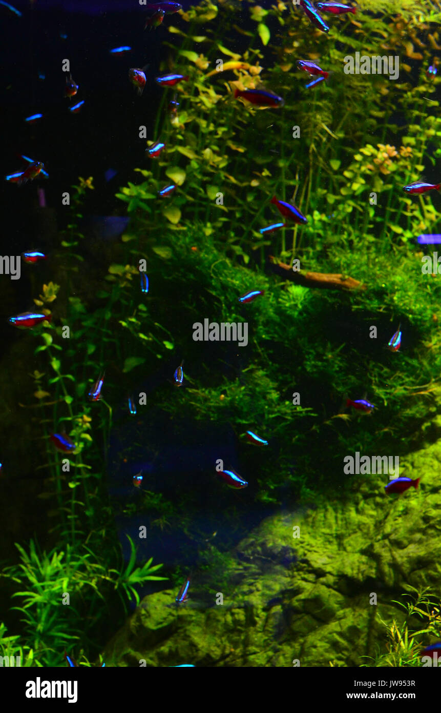 Many colored small fish float deep in the algae and branches. Vertical ...