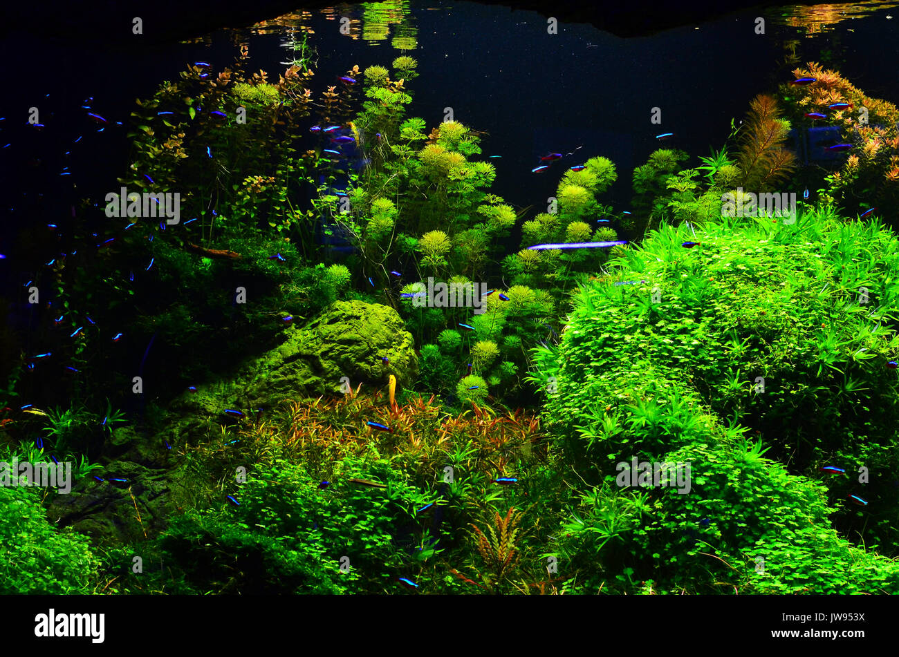 Deep sea float fish hi-res stock photography and images - Alamy