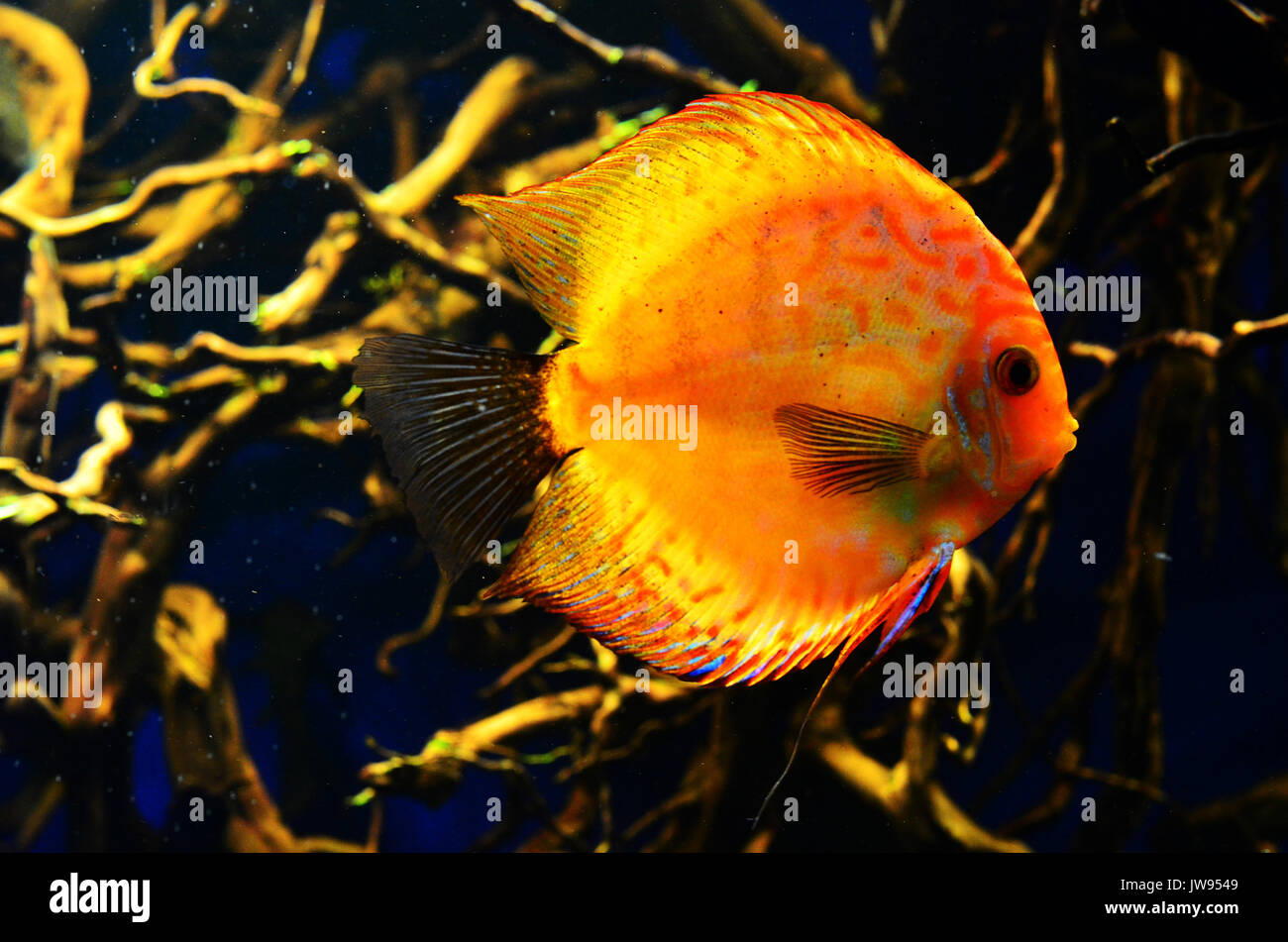 Diskus hi-res stock photography and images - Alamy
