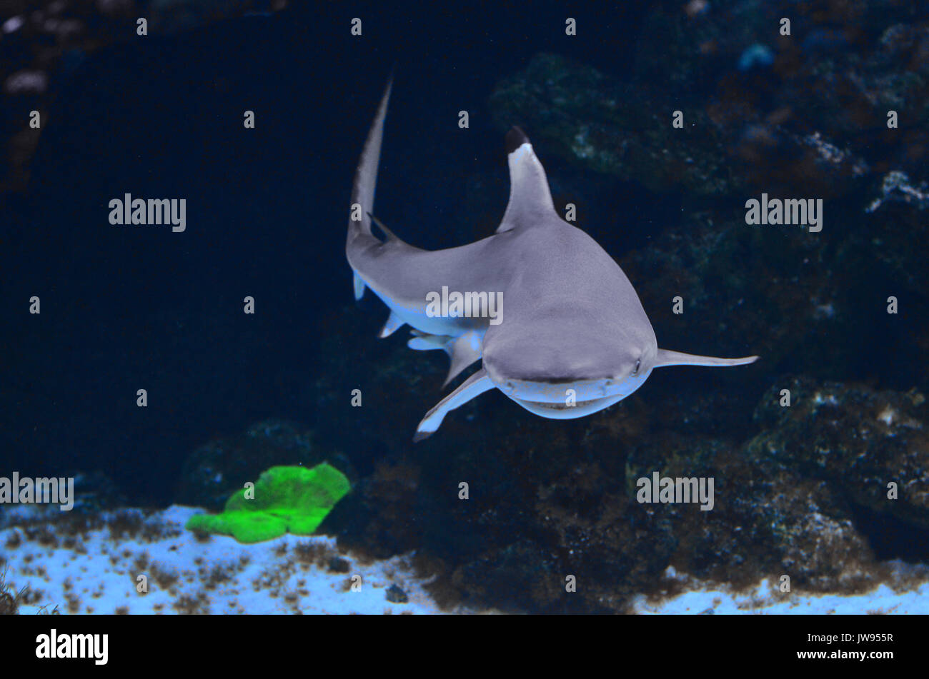 Dwarf shark hi-res stock photography and images - Alamy