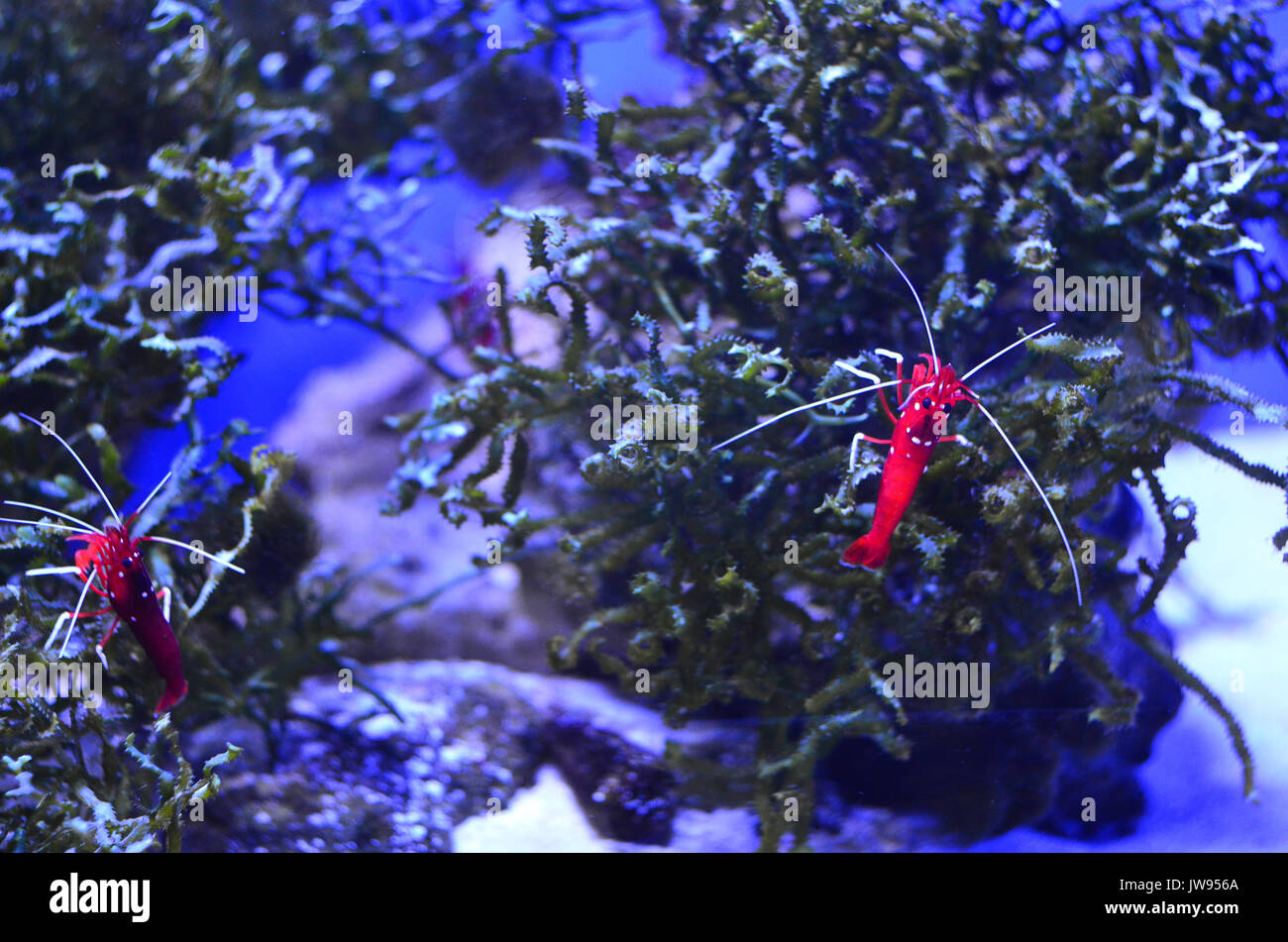 Aquarium red shrimp swim near reefs and stones. Blue background ...