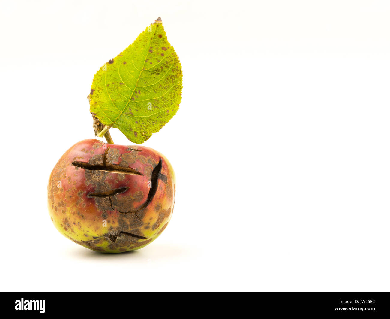 Spoiled damaged hi-res stock photography and images - Alamy