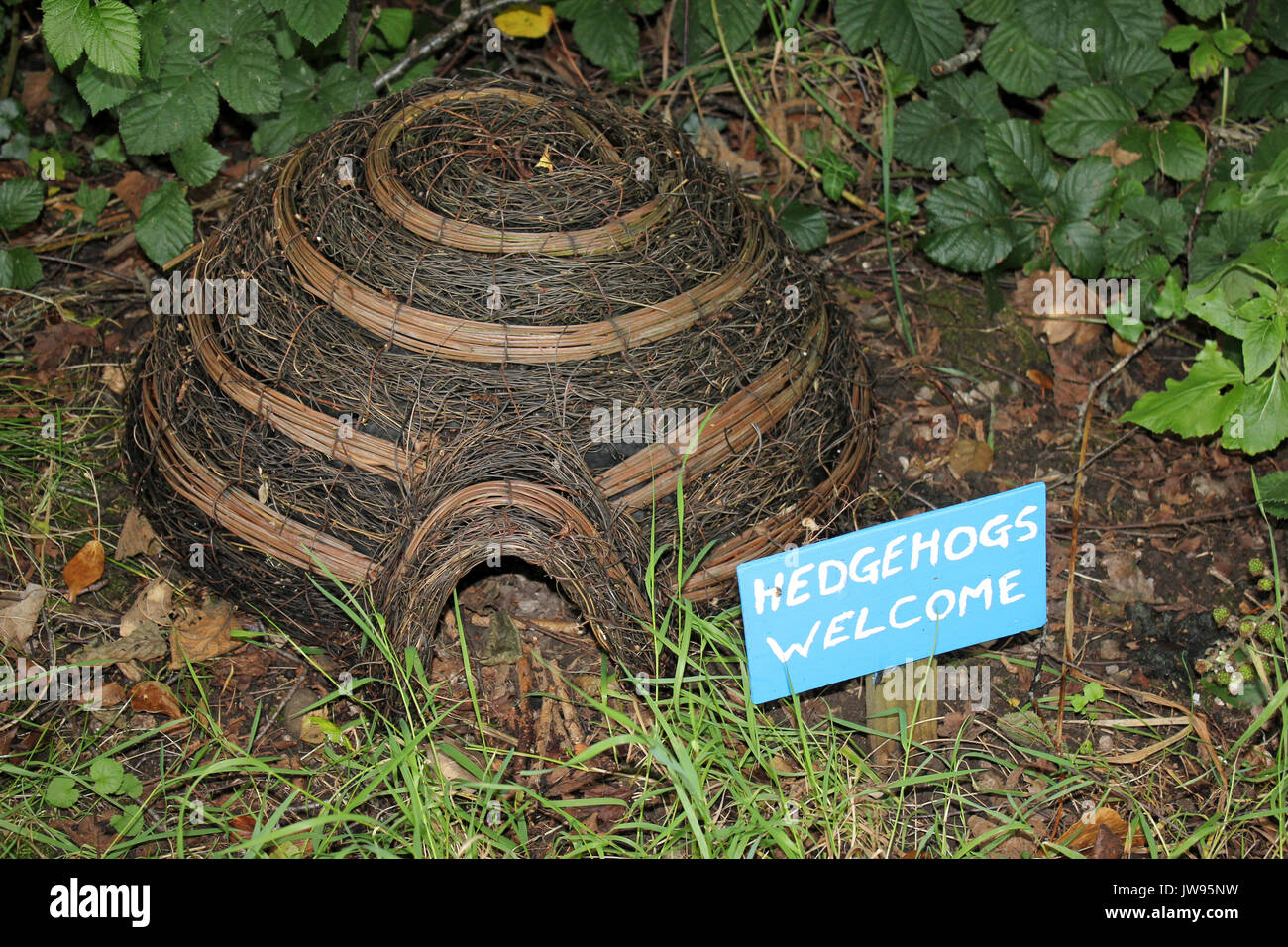 Hibernating hedgehog hi-res stock photography and images - Alamy