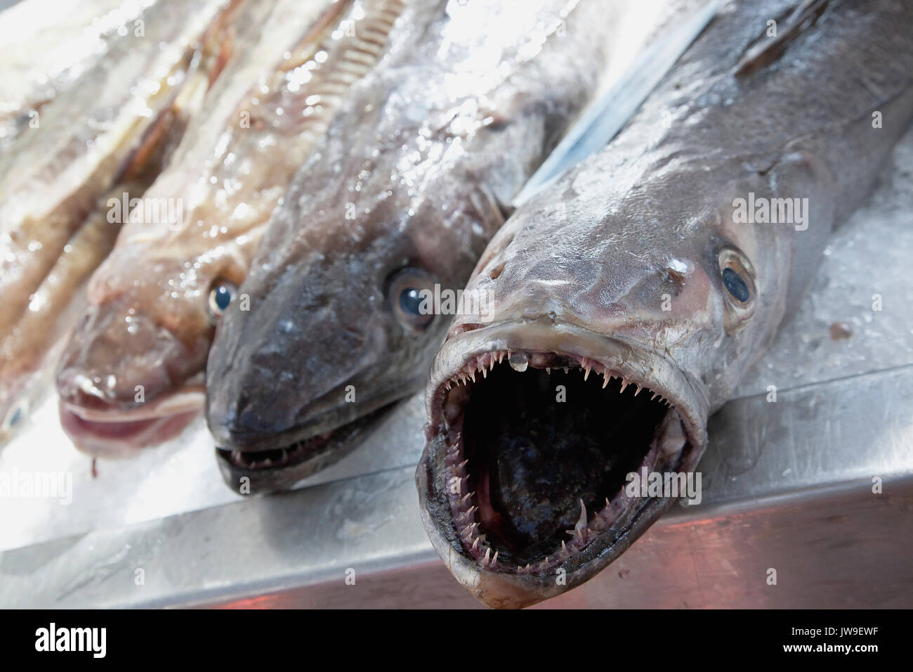 East Bridge Street Belfast High Resolution Stock Photography and Images ...