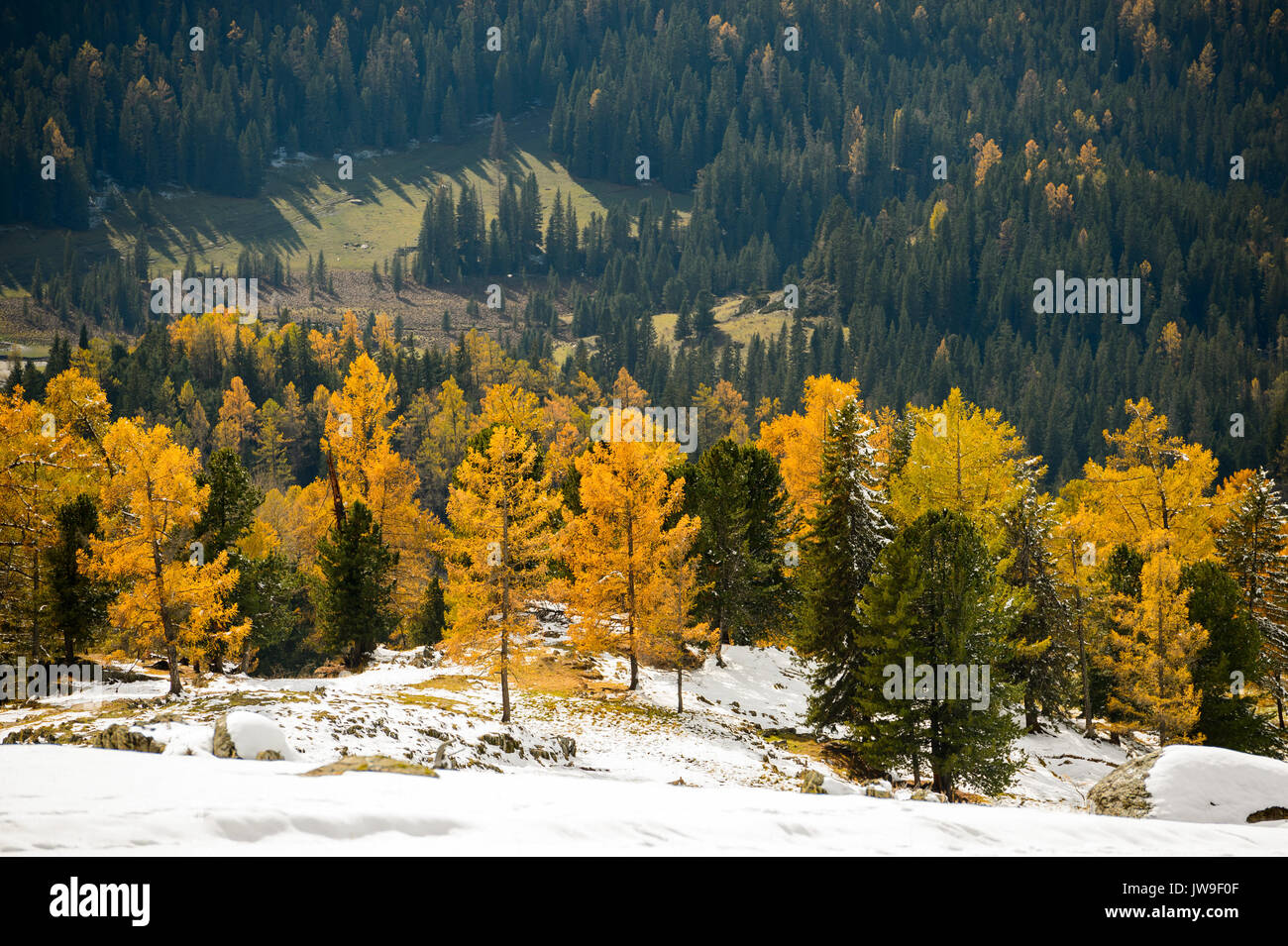 October forest hi-res stock photography and images - Alamy