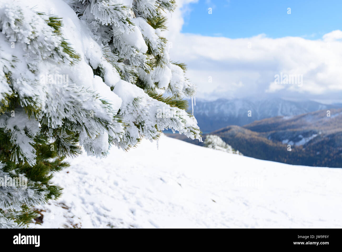 Snow covered trees mountains sky background sunrise hi-res stock ...