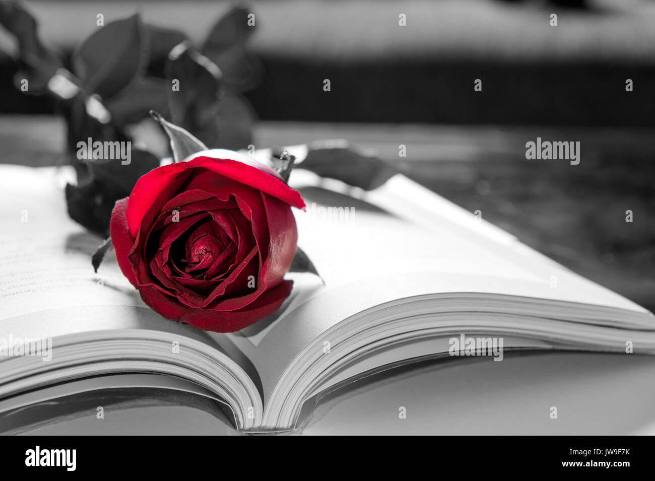 Open book red rose hi-res stock photography and images - Alamy