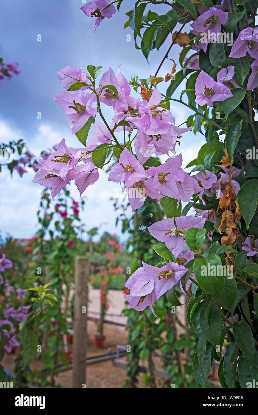 Pink bougainvillea flowers closeup, Mallorca in July Stock Photo - Alamy