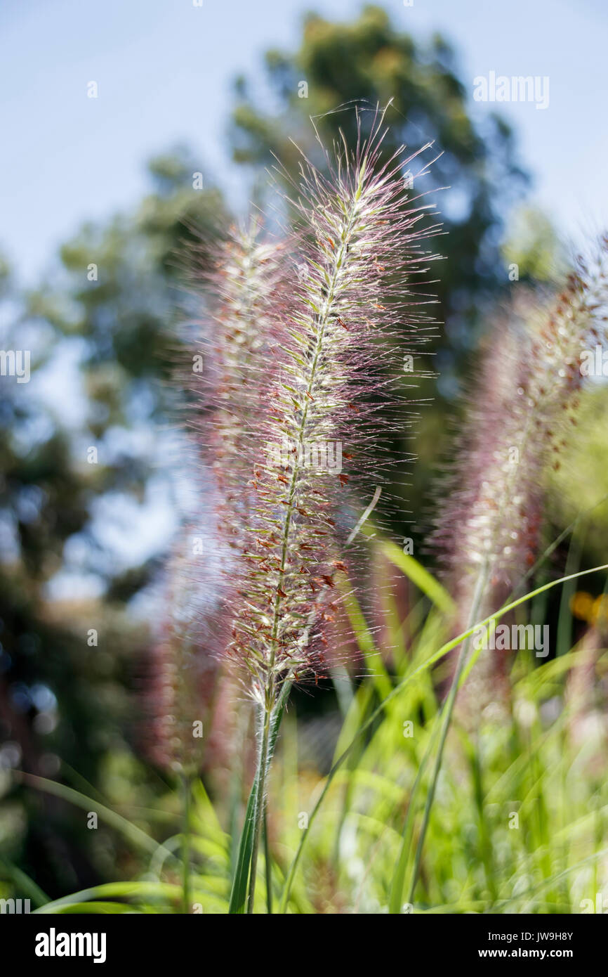 Furry Grass close-up Stock Photo - Alamy
