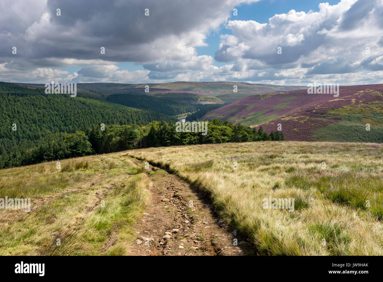 Beautiful landscape of purple heather in flower on moors of the High ...