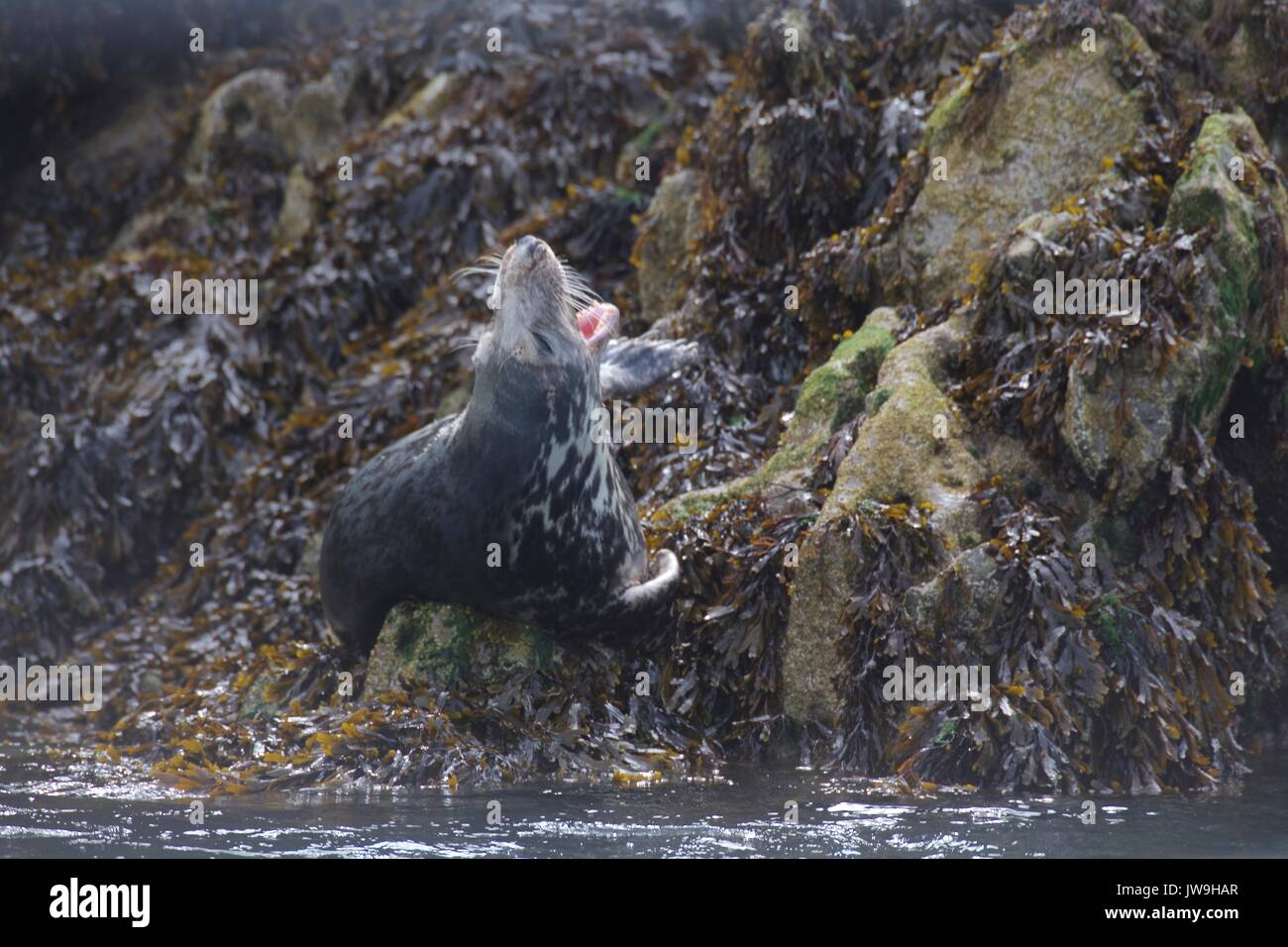 wild seals in natural habitat Stock Photo - Alamy