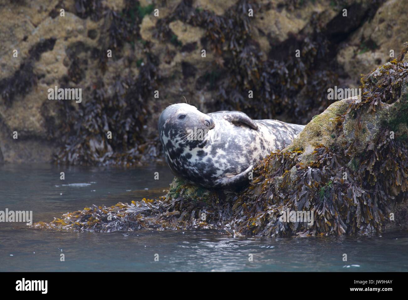 Seal in natural habitat hi-res stock photography and images - Alamy