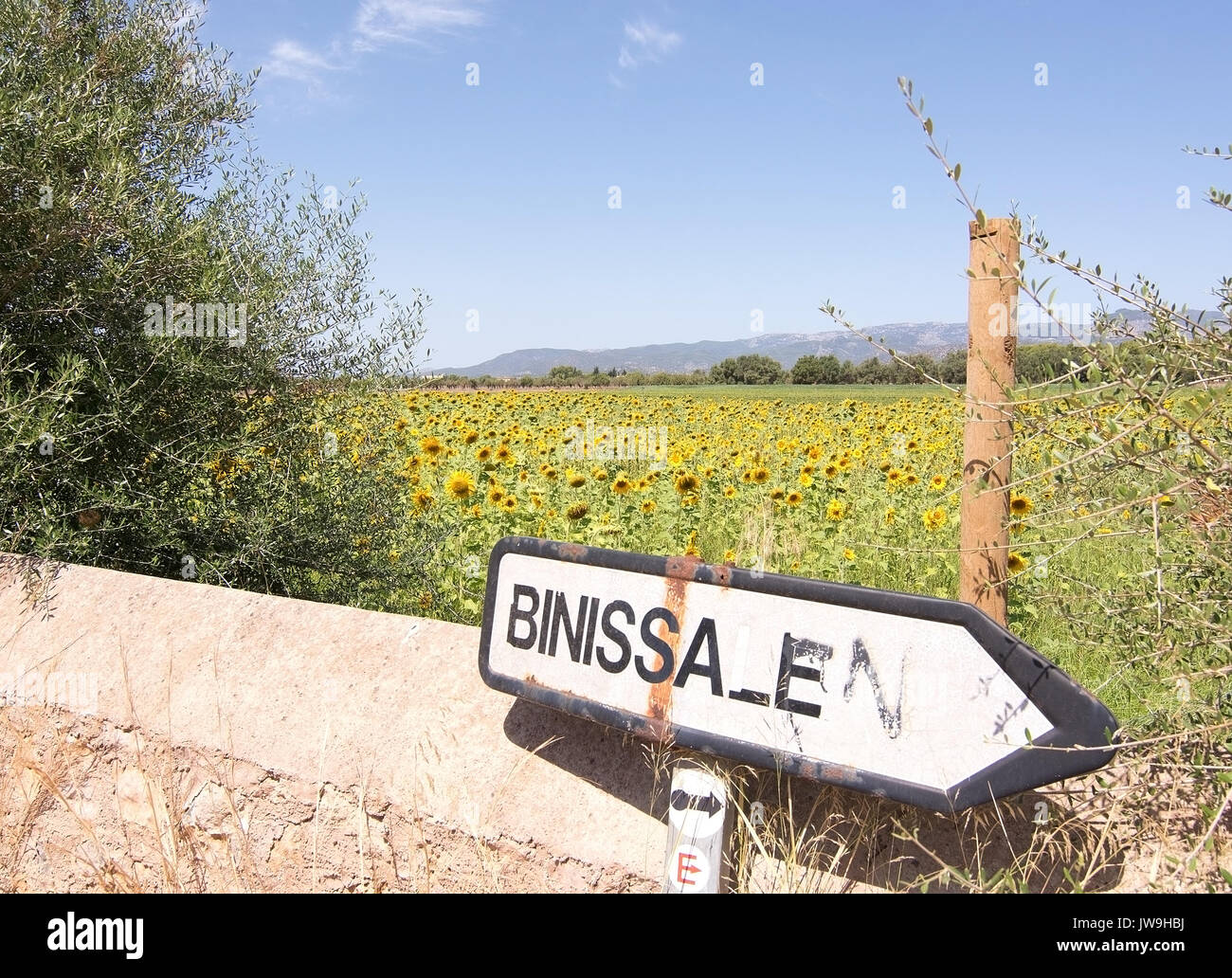 Field flowering sunflowers country road hi-res stock photography and ...