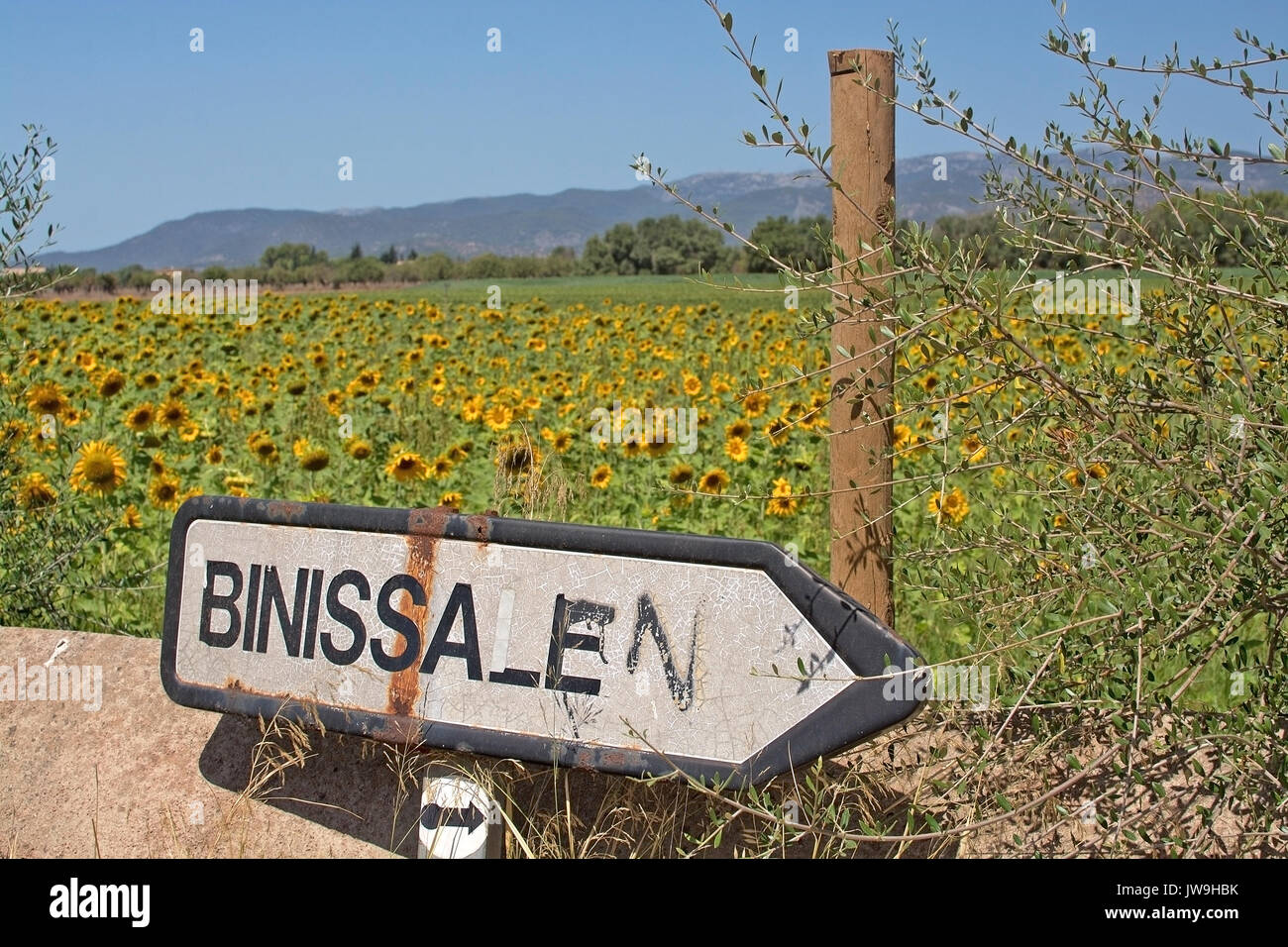 Field flowering sunflowers country road hi-res stock photography and ...