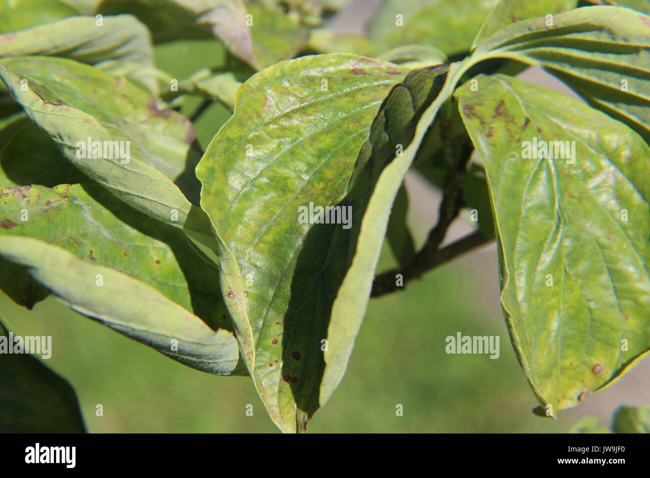 Wilting tree hi-res stock photography and images - Alamy