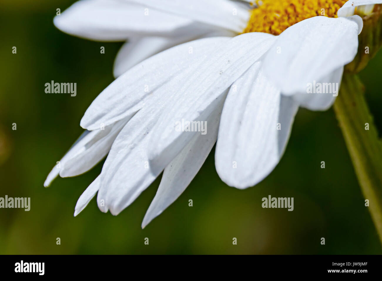 Part of the daisy family hi-res stock photography and images - Alamy