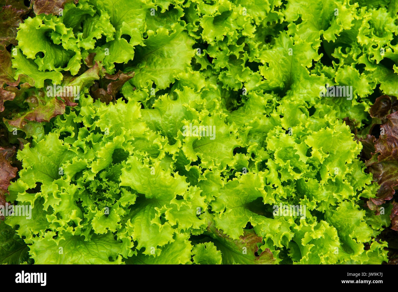 Fresh green lettuce Stock Photo - Alamy