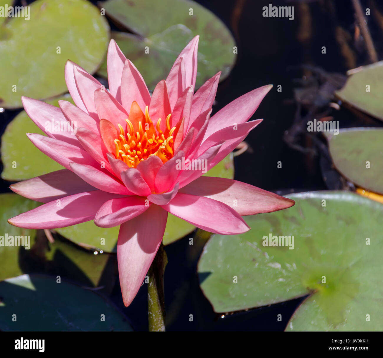 Buddha head and leaves hi-res stock photography and images - Alamy