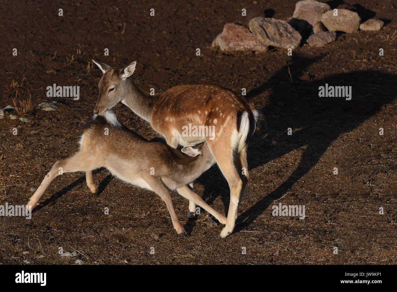 Little fallow deer suckled by his mother Stock Photo - Alamy