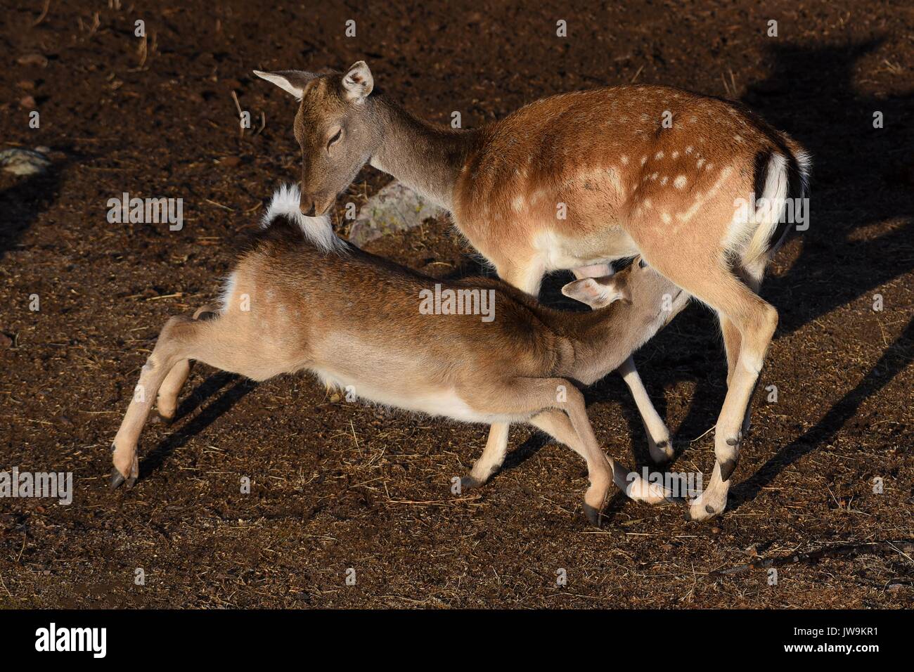 Little fallow deer suckled by his mother Stock Photo - Alamy