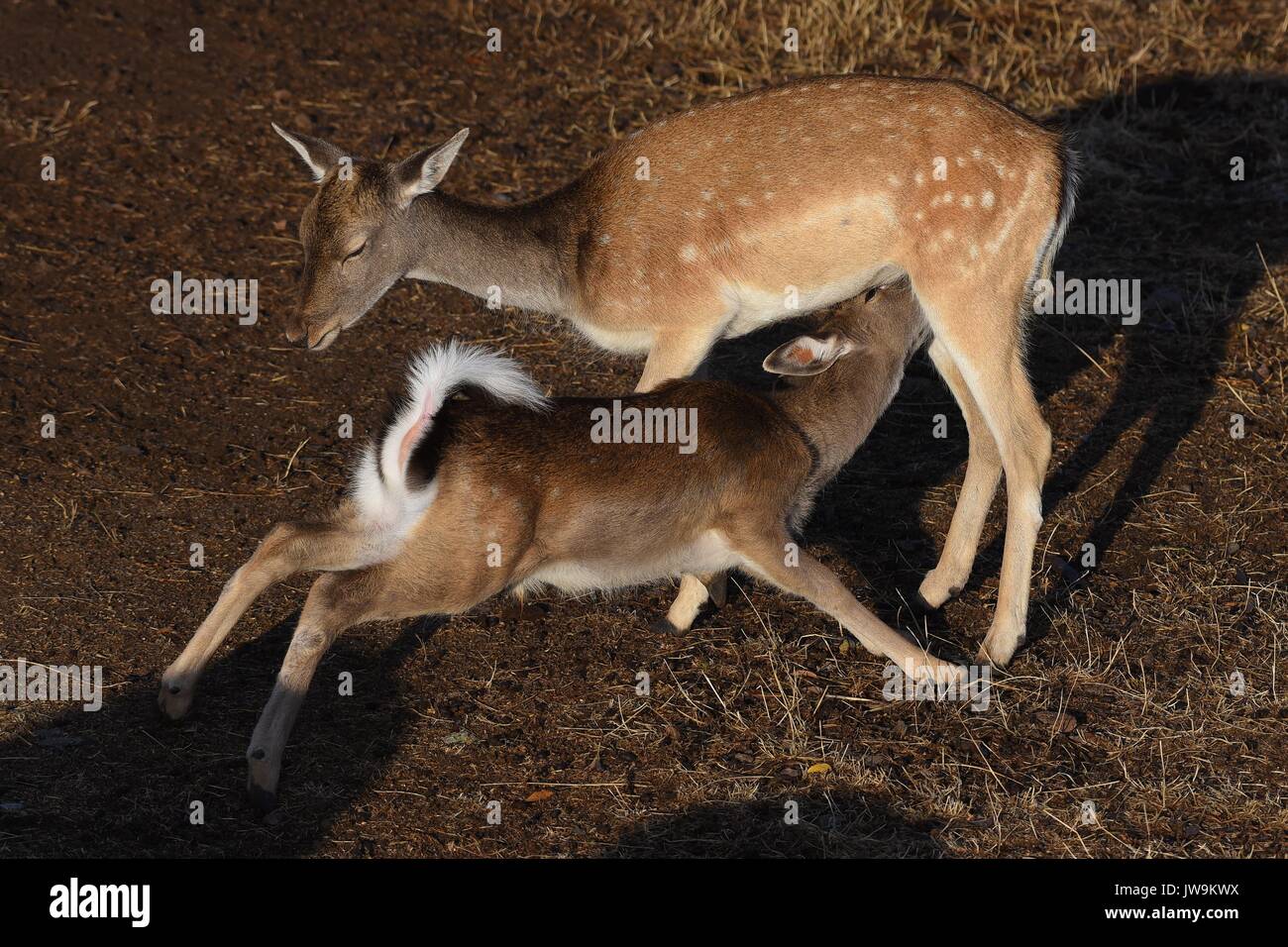 Suckled High Resolution Stock Photography and Images - Alamy