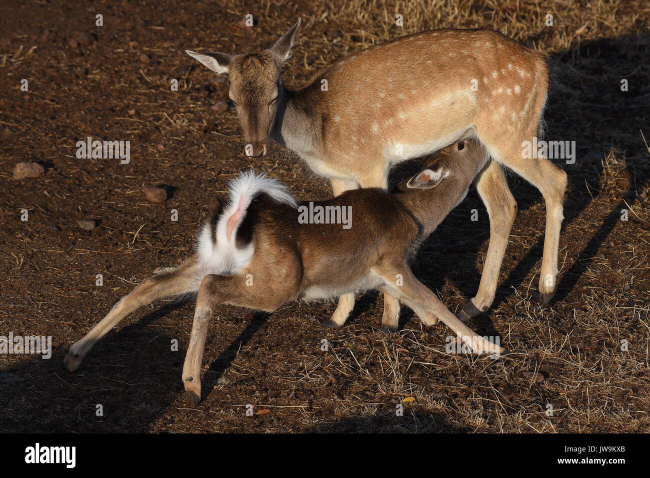 Little fallow deer suckled by his mother Stock Photo - Alamy