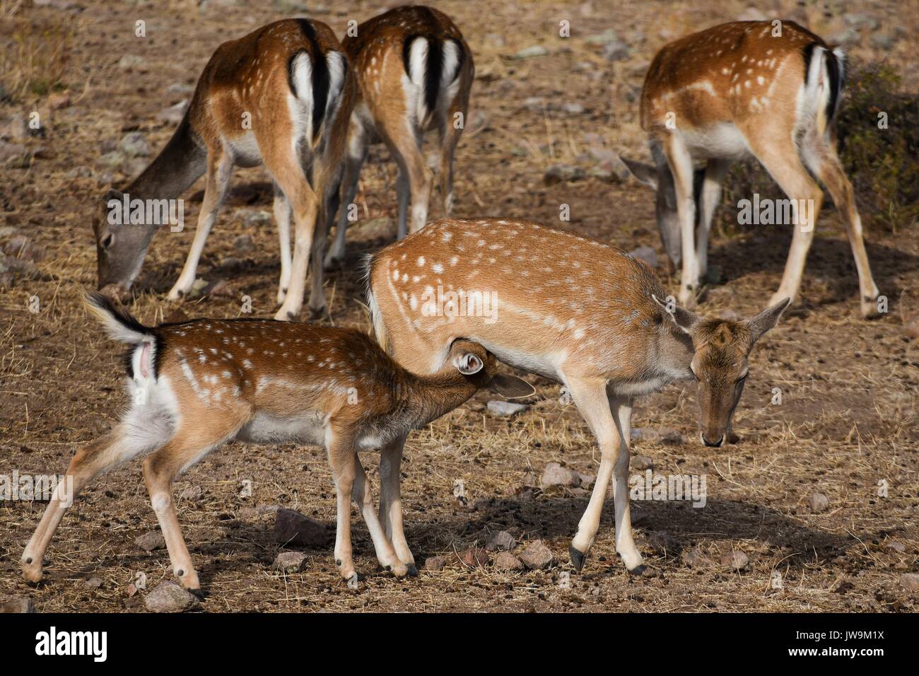 Suckled hi-res stock photography and images - Alamy