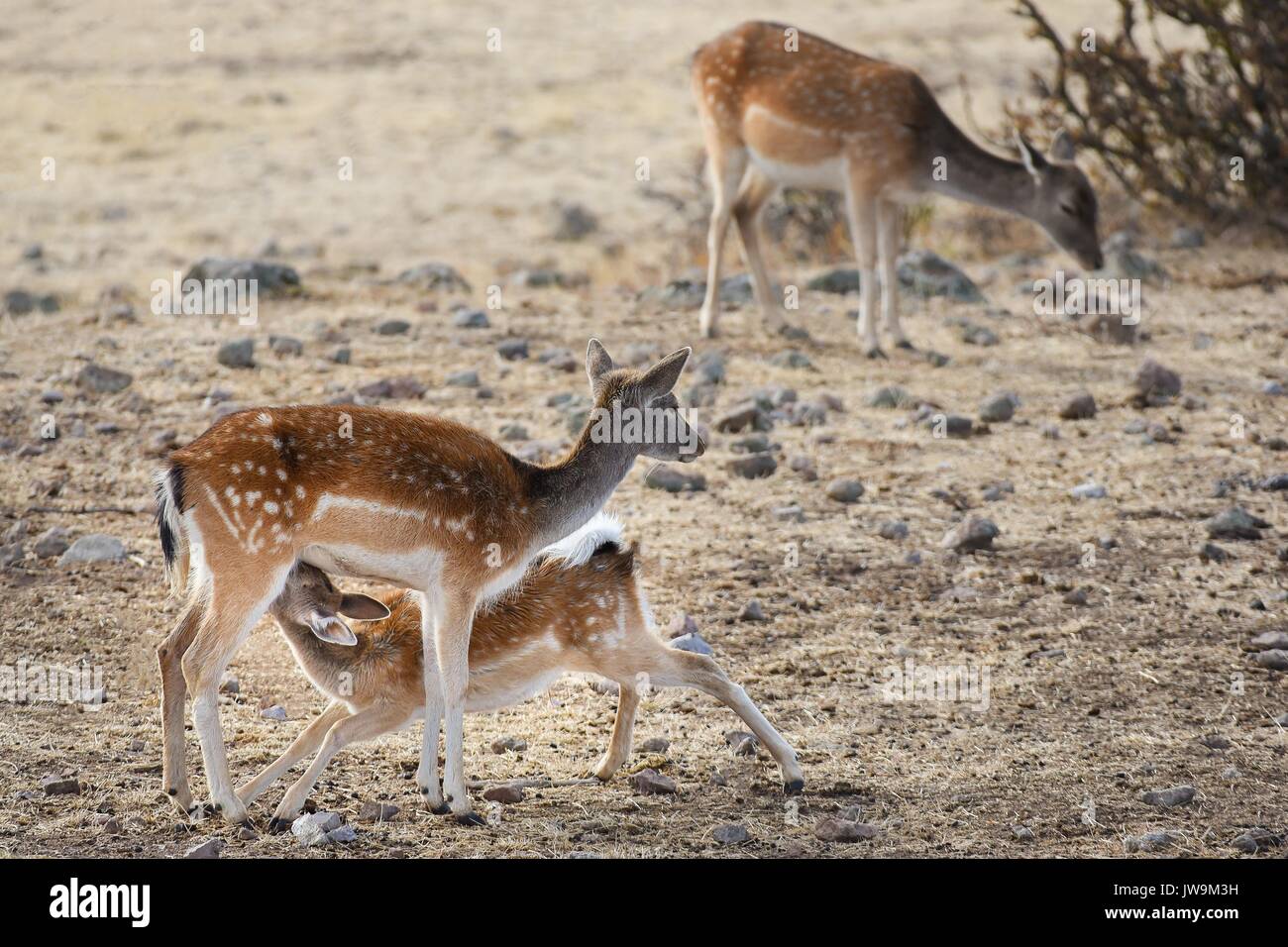 Suckled hi-res stock photography and images - Alamy
