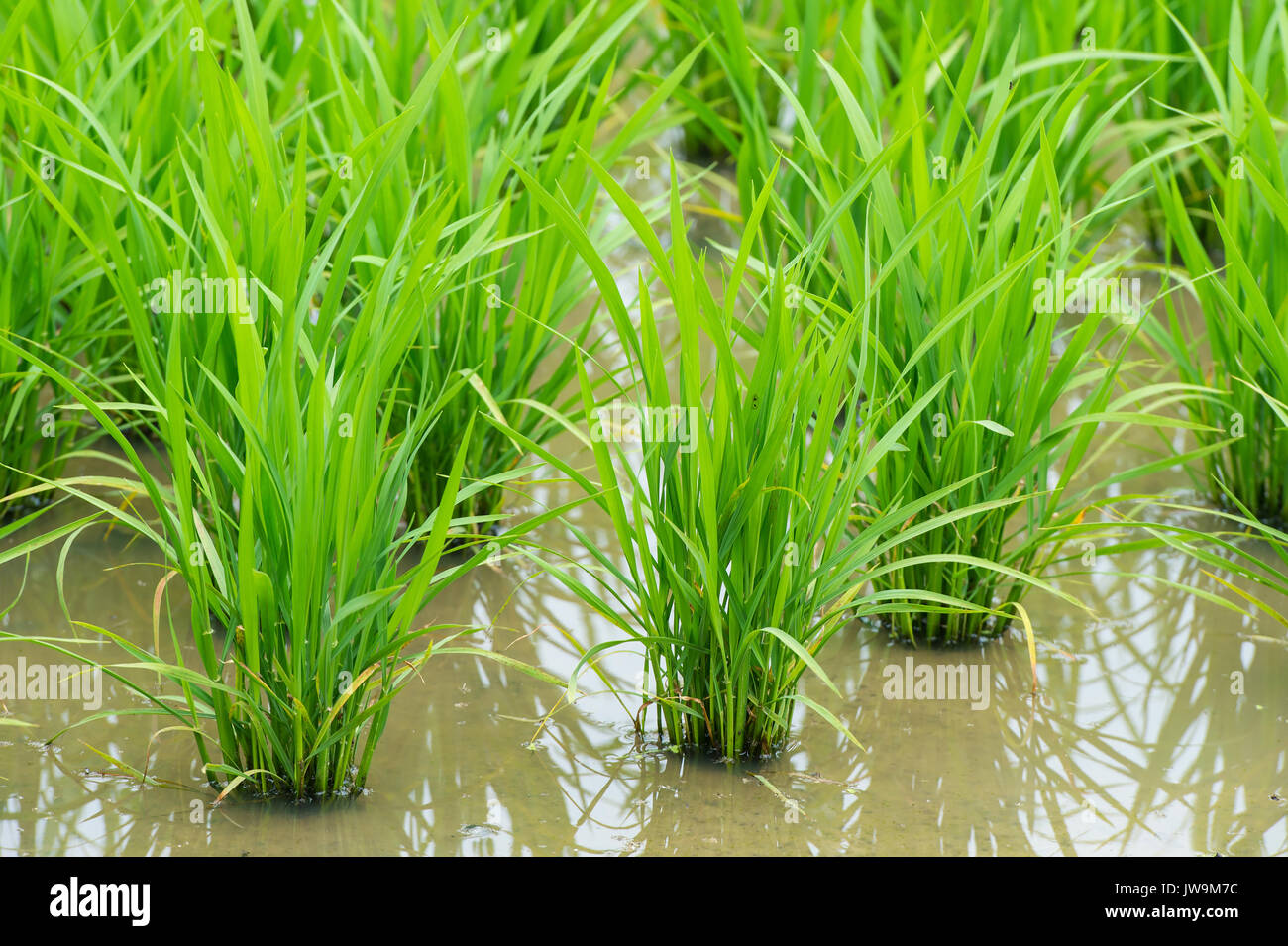 Young green rice Stock Photo - Alamy