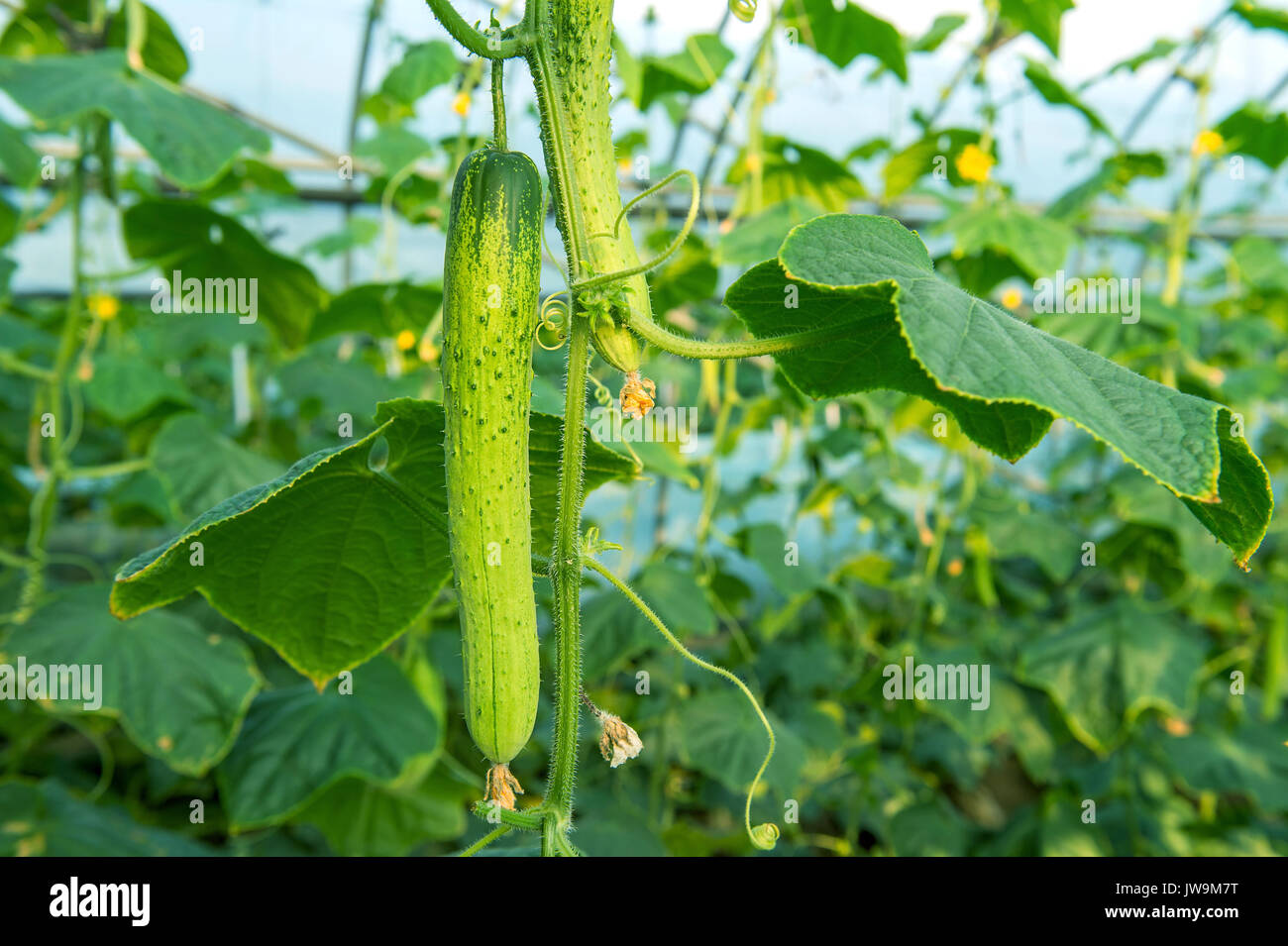 cucumbers in the garden Stock Photo - Alamy