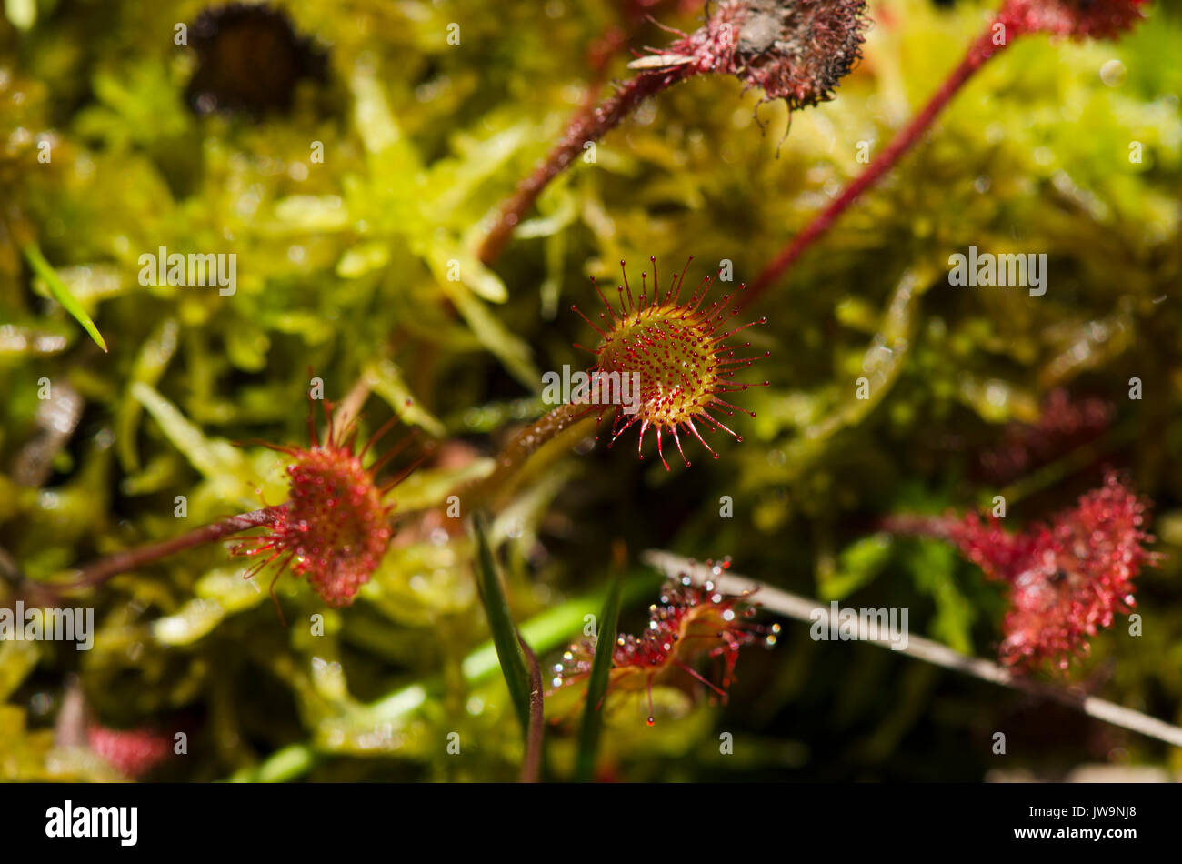 Drosera rotundifolia , round-leaved sundew[, common sundew ...
