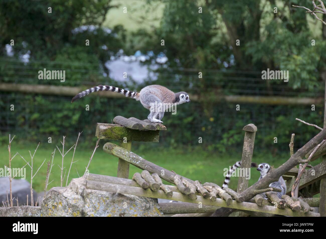Ring tailed lemur jumping hi-res stock photography and images - Alamy