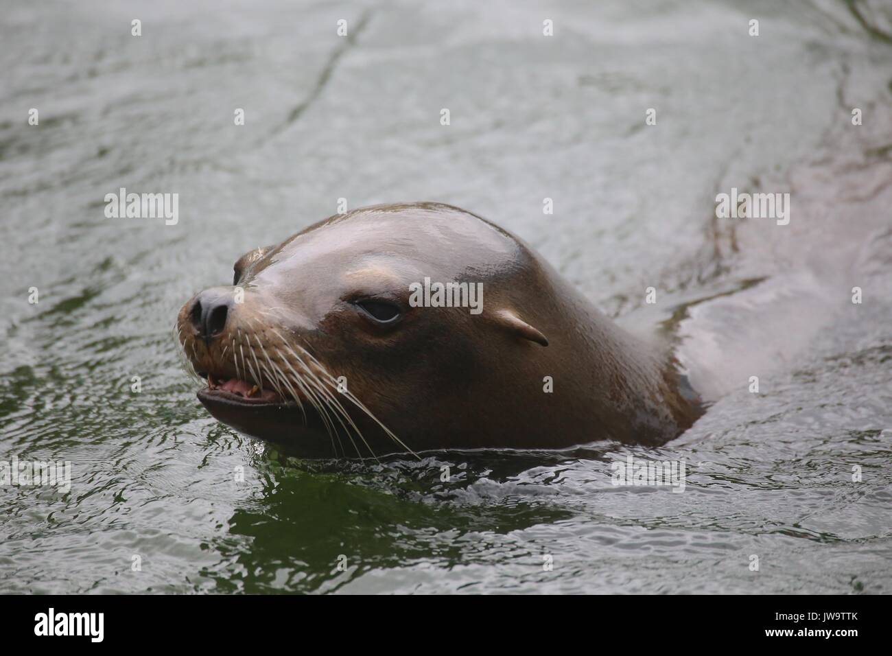 Feeding the sea lion hi-res stock photography and images - Alamy