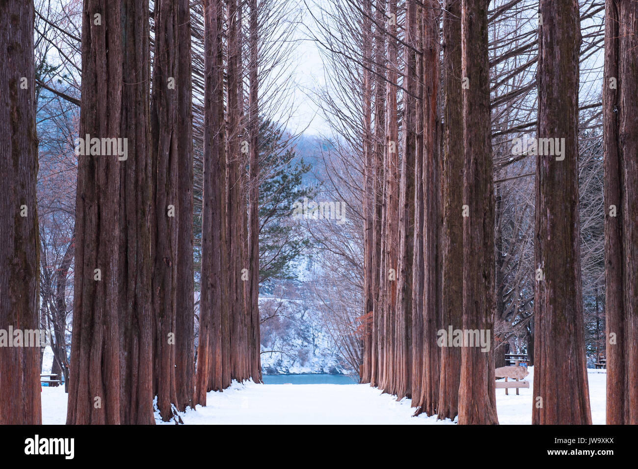 Row of pine trees hi-res stock photography and images - Alamy
