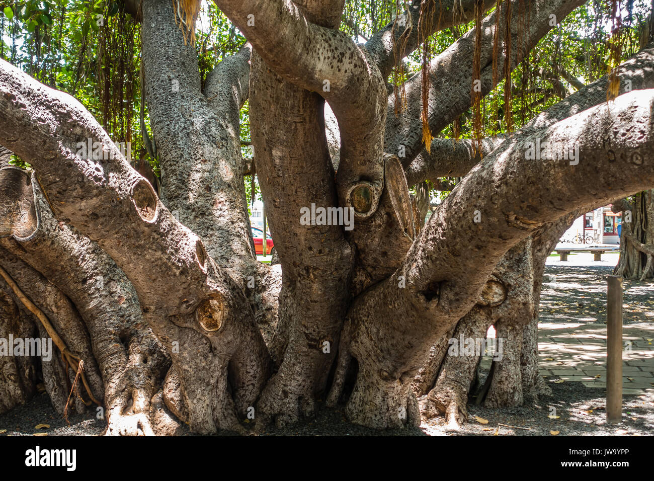 Lahaina banyan tree hi-res stock photography and images - Alamy