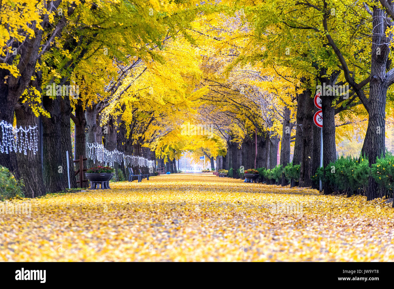 Ginkgo trees hi-res stock photography and images - Alamy