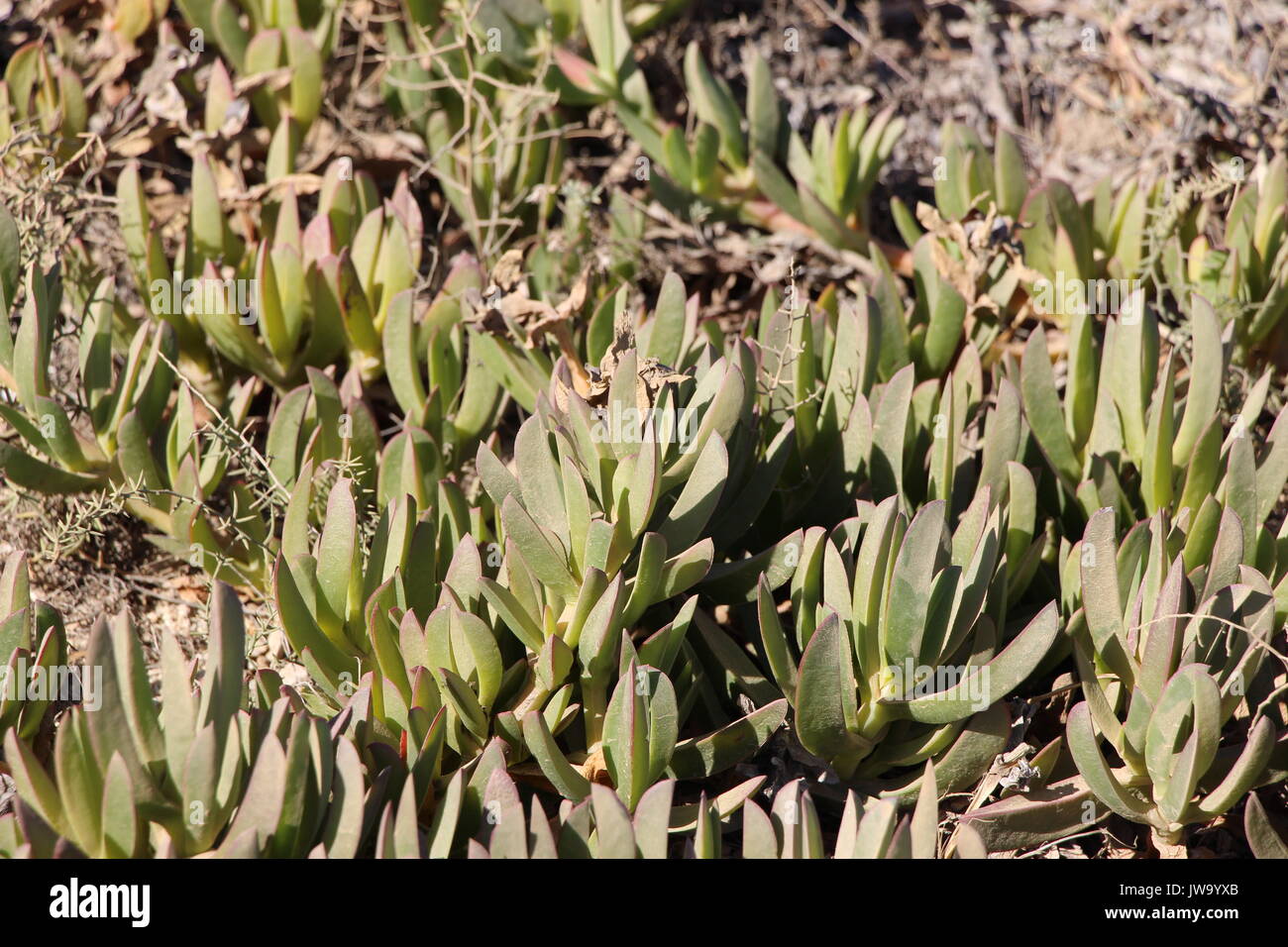 Cactus beach italy hi-res stock photography and images - Alamy