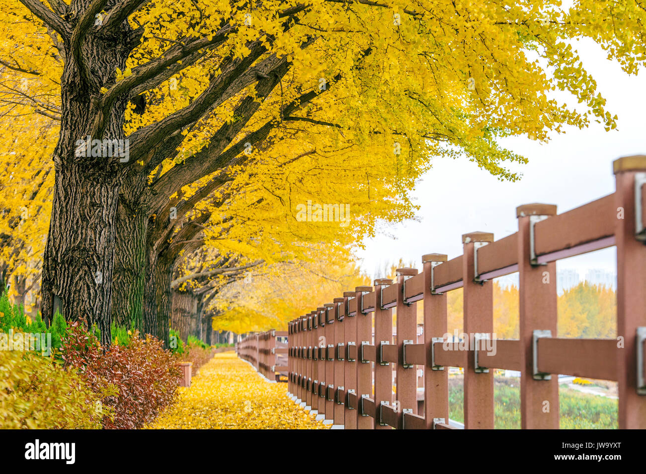 Row of yellow ginkgo trees in Asan, Korea Stock Photo - Alamy