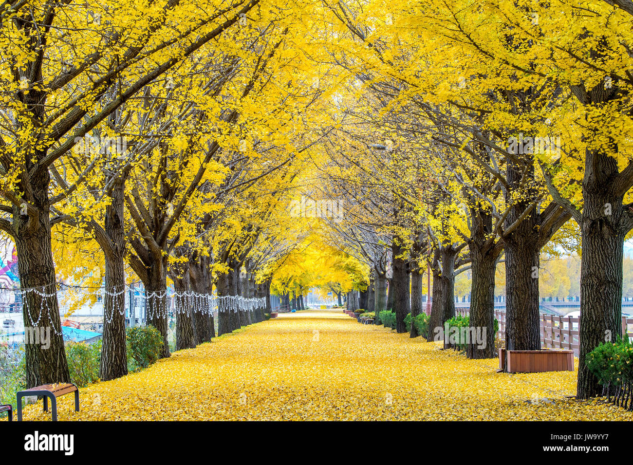 Row of yellow ginkgo trees in Asan, Korea Stock Photo - Alamy