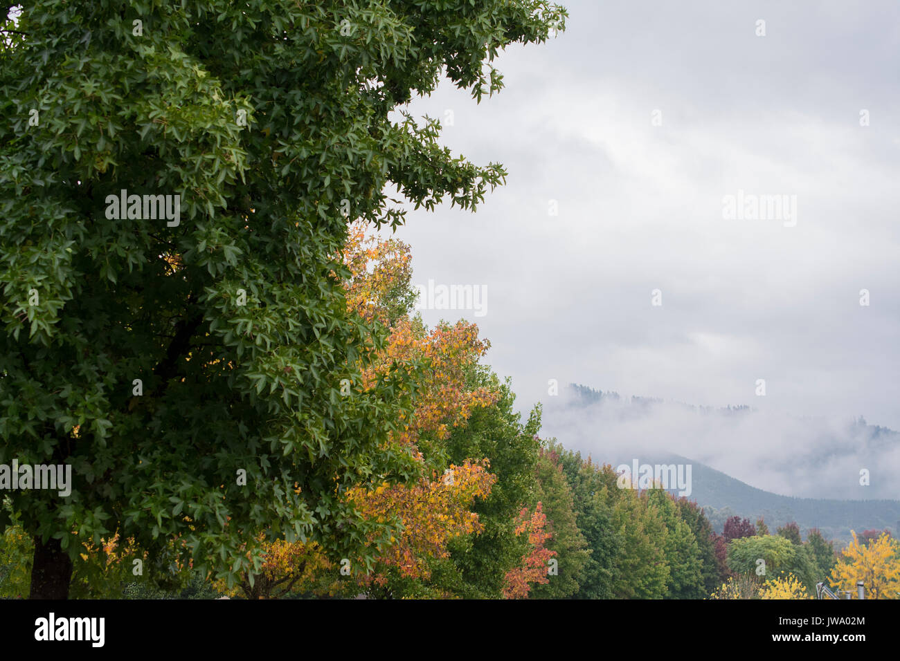 Autumn Tree Tops and Cloudy Foggy Sky Landscape Stock Photo - Alamy
