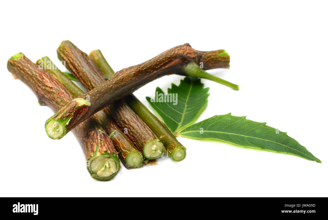 Herbal neem leaves and branch over white background Stock Photo - Alamy