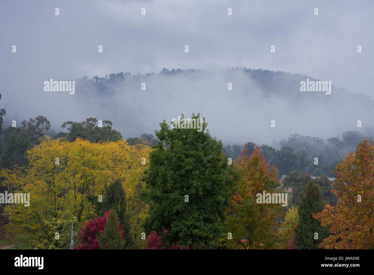 Autumn Tree Tops and Cloudy Foggy Sky Landscape Stock Photo - Alamy