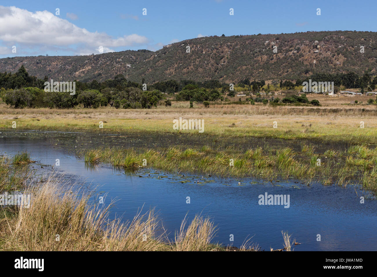 Liver fluke hi-res stock photography and images - Alamy