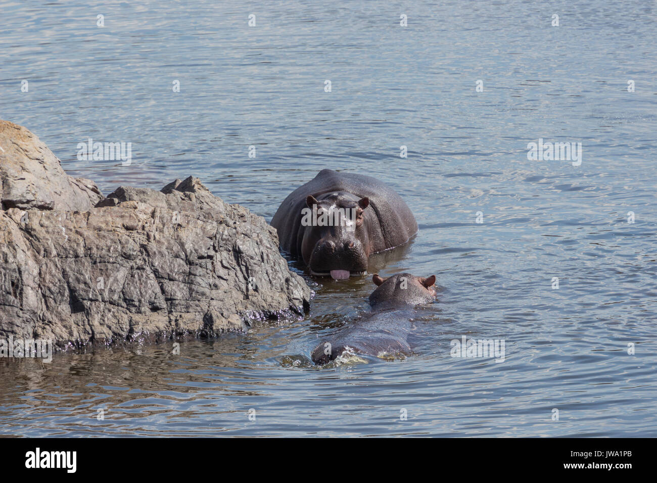 Pair of hippos (Hippopotamus amphibius amphibius) bathing in Ruaha ...