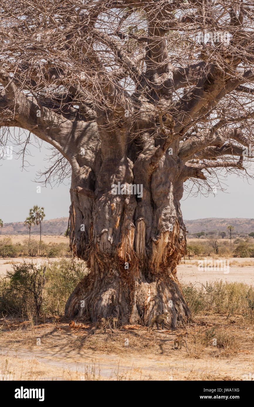 Tree destroyed by elephants (Loxodonta africana Stock Photo - Alamy
